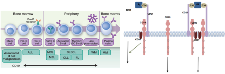 肿瘤免疫靶点 | CD19 - 知乎