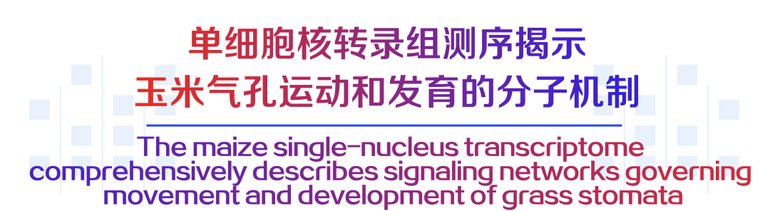 植物单细胞研究进展—玉米（Zea mays）篇！ - 知乎