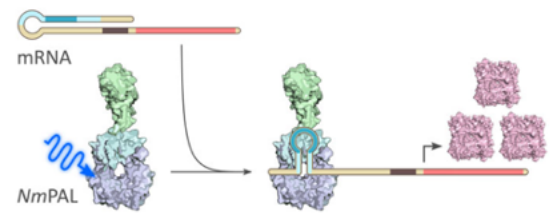 NAR: 在mRNA水平光诱导细菌基因表达 - 知乎