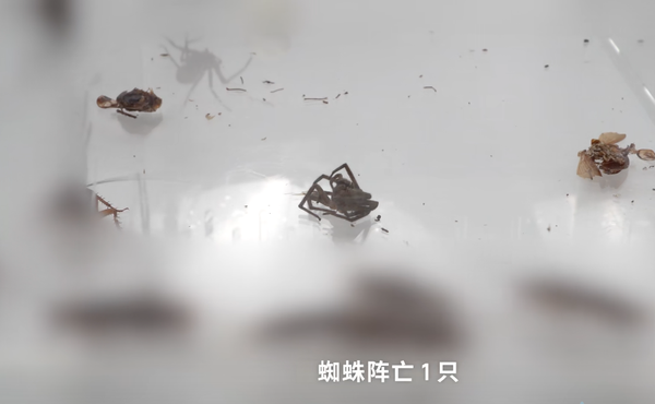 养壁虎杀蟑螂（尤其南方蟑螂）靠谱吗？