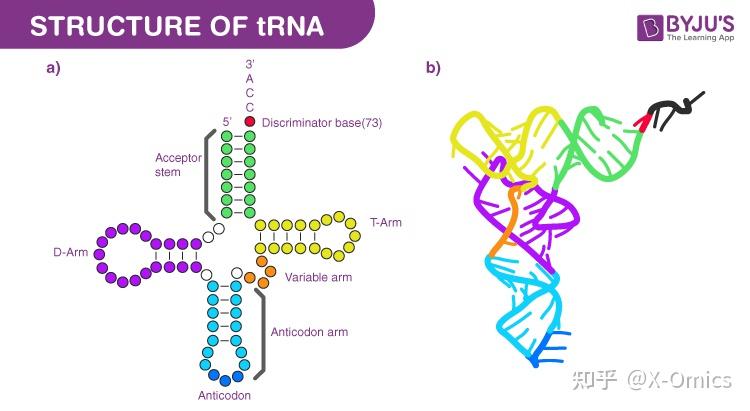 tRNA是怎么合成的？ - 知乎