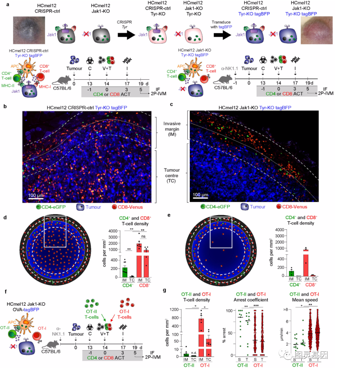 Nature | CD4+ T细胞诱导的炎症细胞死亡控制肿瘤免疫逃避 - 知乎