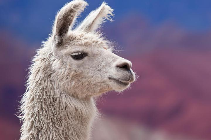 LLama for nodejs - 知乎