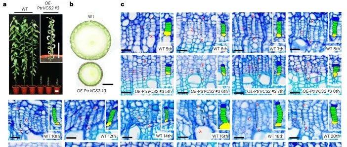 【NAT PLANTS】PtrWOX4a和PtrVCS2调控毛果杨茎形成层发育 - 知乎