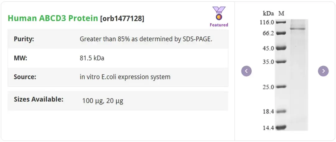 ABC 转运体蛋白对细胞有什么重要的功能？ - 知乎