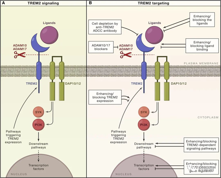 TREM1、TREM2丨髓系细胞表面受体的异军突起 - 知乎