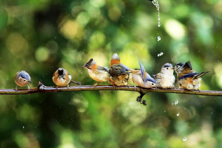 “A little bird told me”别理解为“一只小鸟告诉我”，会把老外笑翻的！ - 知乎