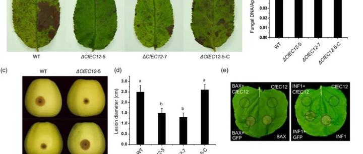 【Plant Biotech J】含有真菌CFEM的效应物靶向NPR1调节因子NIMIN2从而抑制植物免疫 - 知乎