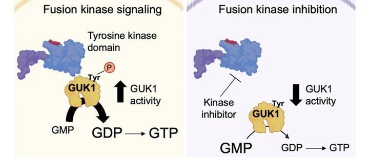 Cell | GUK1 激活，肺癌细胞代谢的 “双刃剑”？ - 知乎