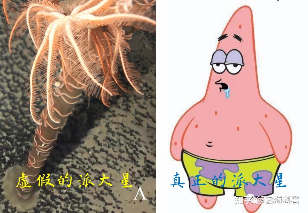 派大星最接近现实中的哪种海星？ - 知乎