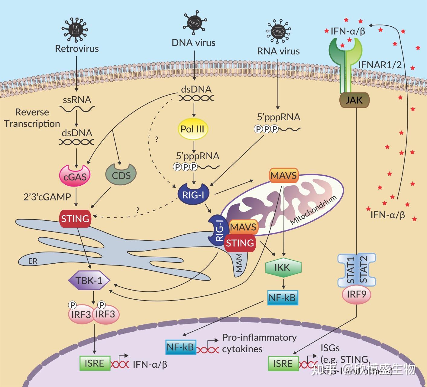 RIG-I 与 STING 的联盟 - 知乎