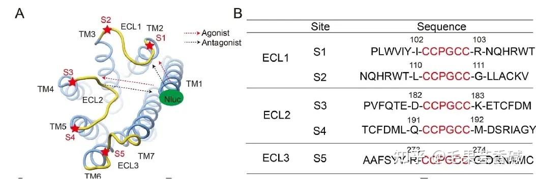 QwQ关于FLAsH-BRET - 知乎