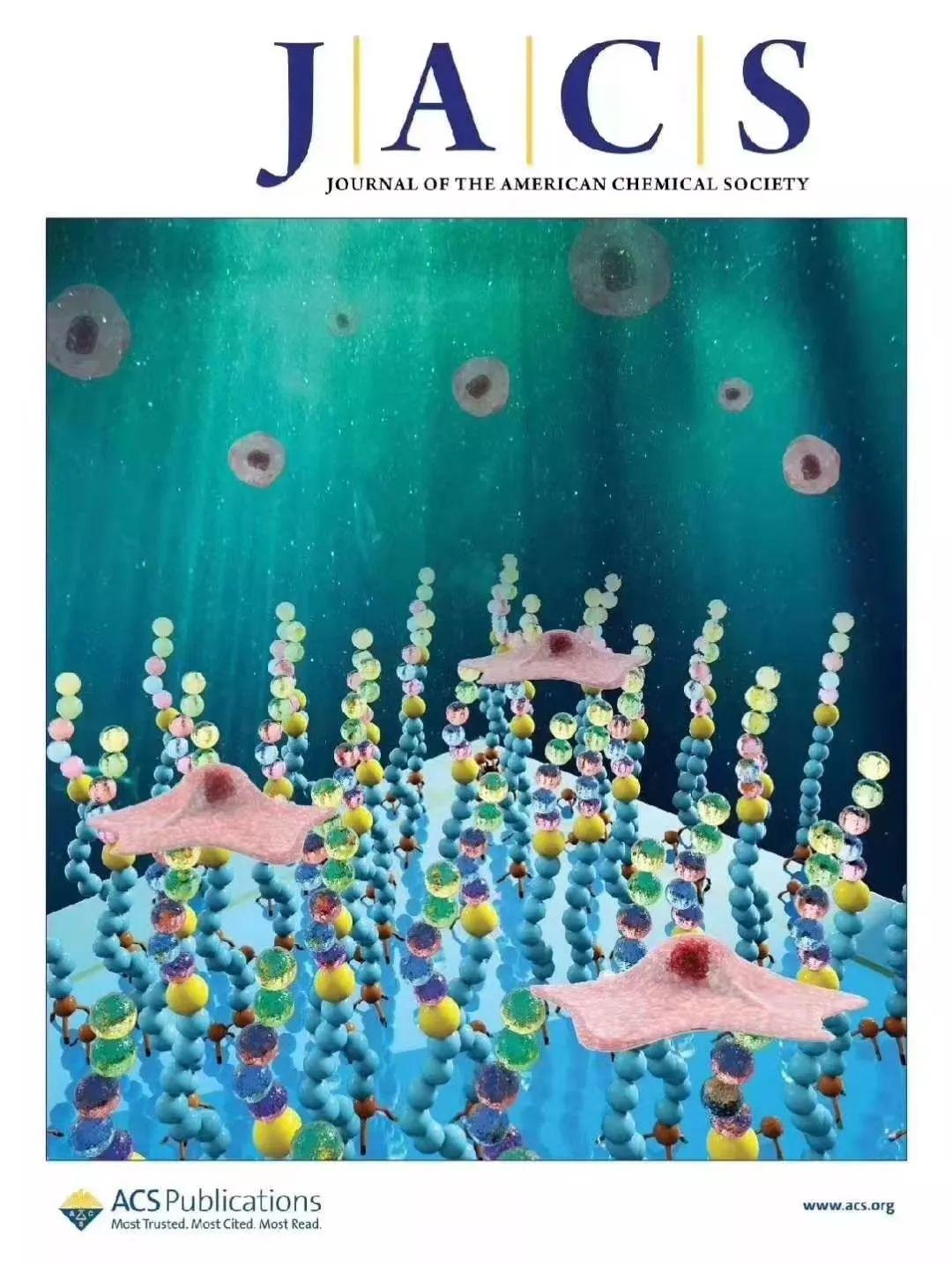 华理刘润辉《JACS》封面：调控细胞特异性粘附—抗污层PEG链长过犹不及！ - 知乎