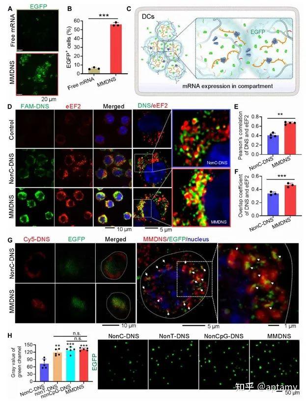 Sci Adv：搭建mRNA疫苗的专属工作间 - 知乎