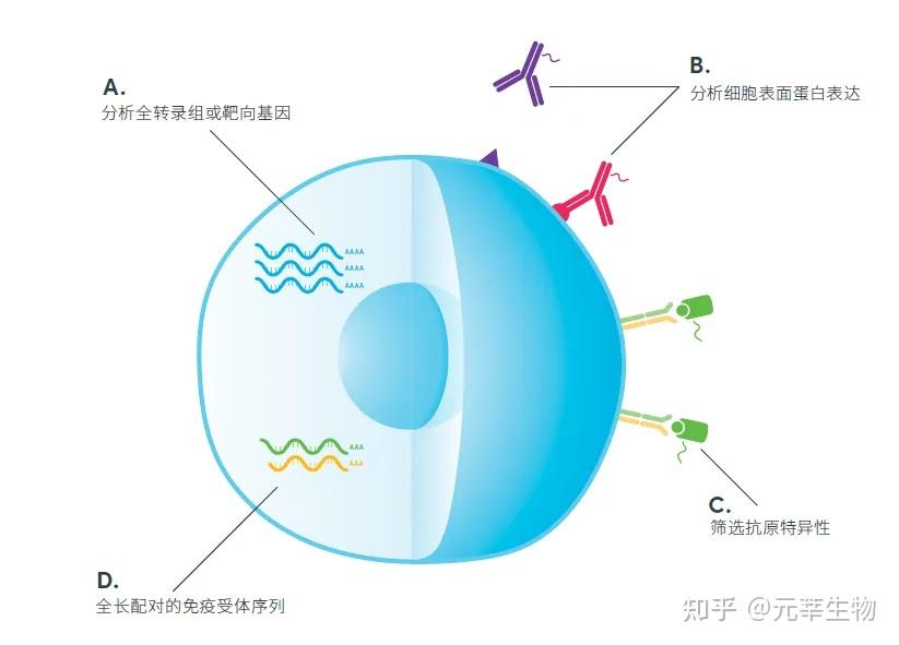 技术介绍 | 单细胞CITE-seq：同时检测单细胞转录本和表面蛋白 - 知乎