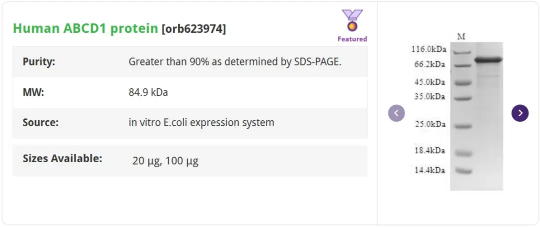 ABC 转运体蛋白对细胞有什么重要的功能？ - 知乎