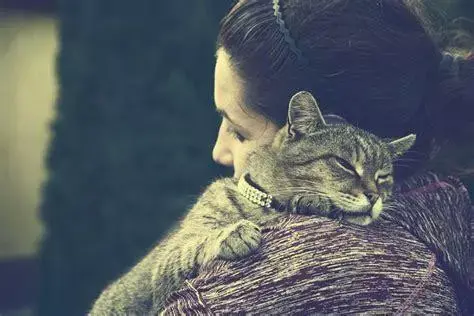 看起来很健康的猫竟猝死！9大致命原因一定要警惕！ - 知乎