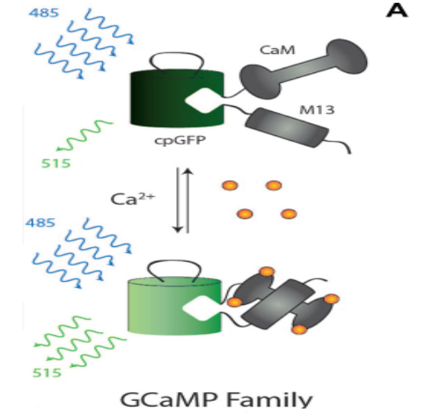 光纤记录技术/光纤光度测定 - 知乎