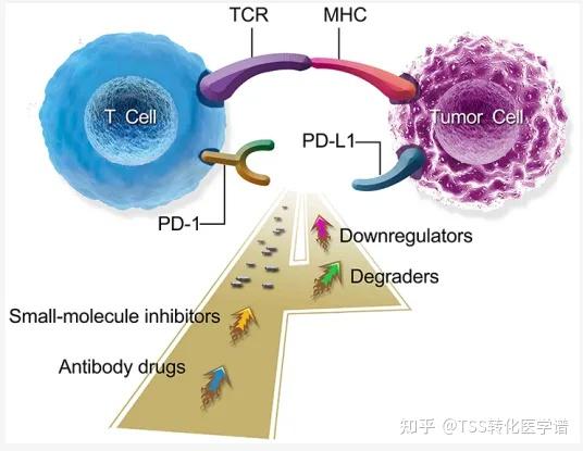 【JMC】免疫检查点PD-L1蛋白降解剂和调节剂研发现状 - 知乎