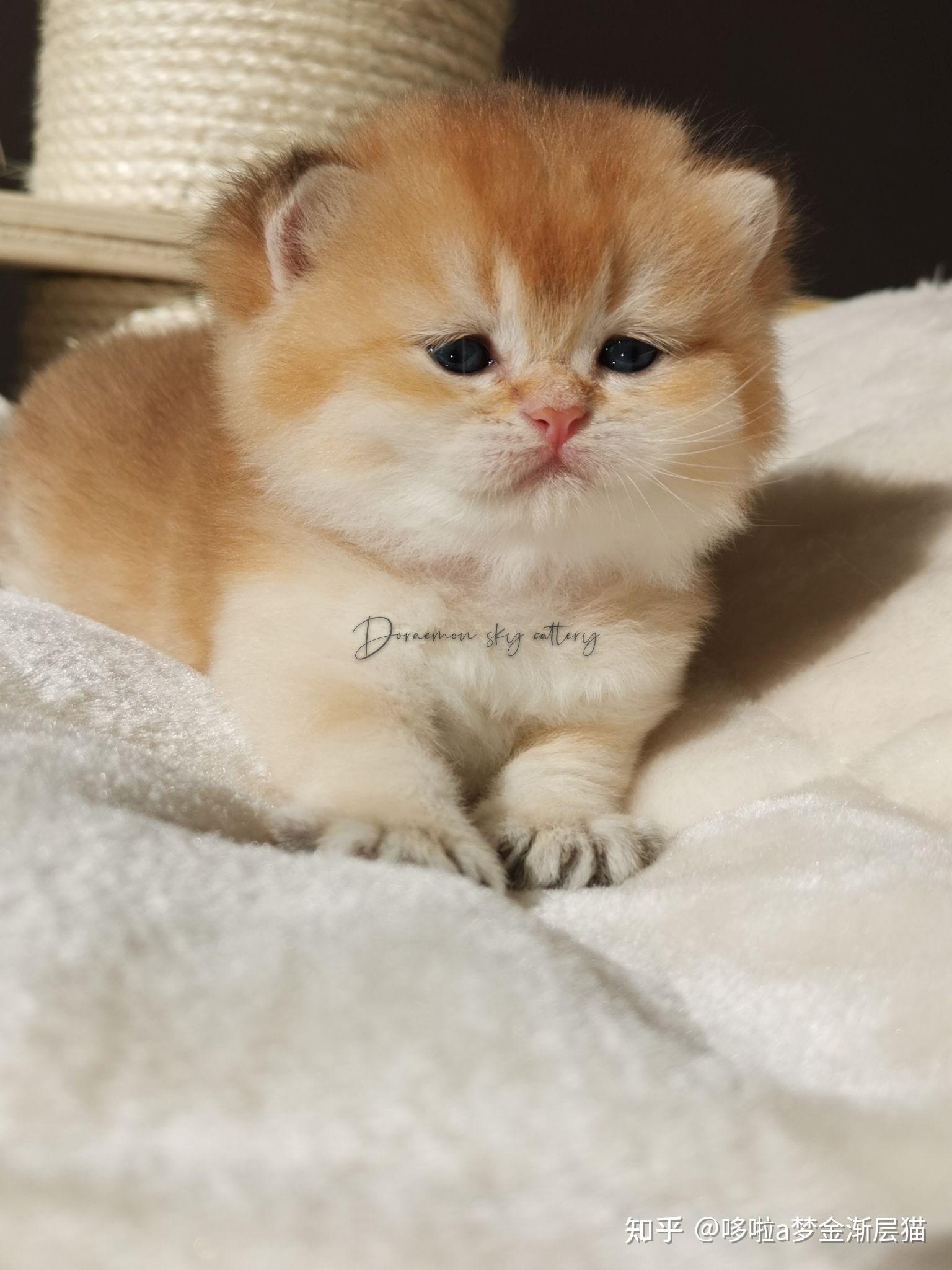 新手如何鉴别金渐层色号NY25、NY11、NY12的区别? - 知乎