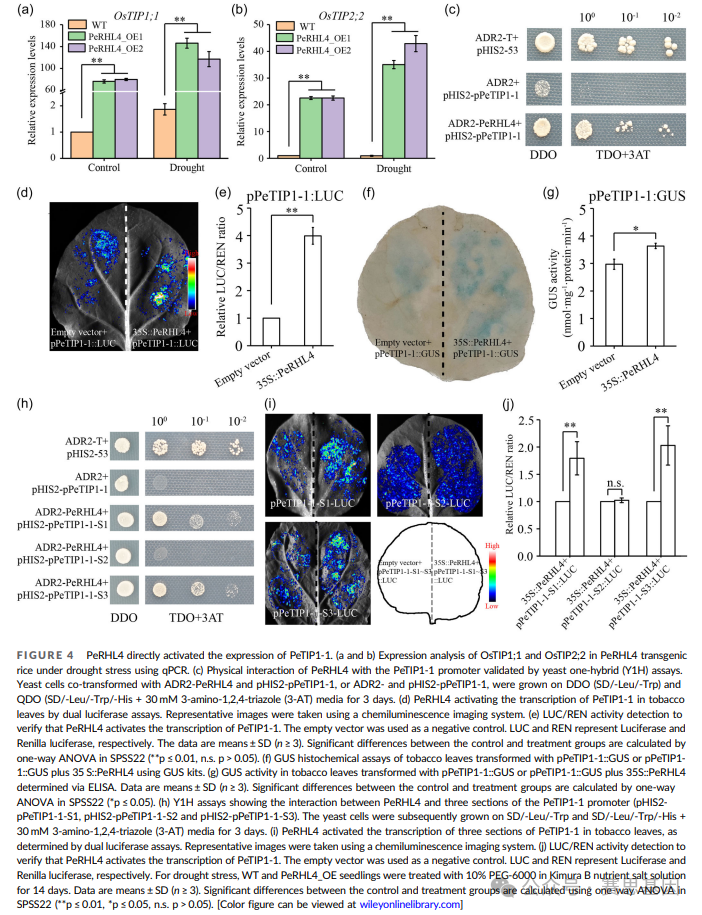 【PLANT CELL ENVIRON】竹子bHLH转录因子PeRHL4具有增强抗旱和磷缺乏耐受性的双重功能 - 知乎