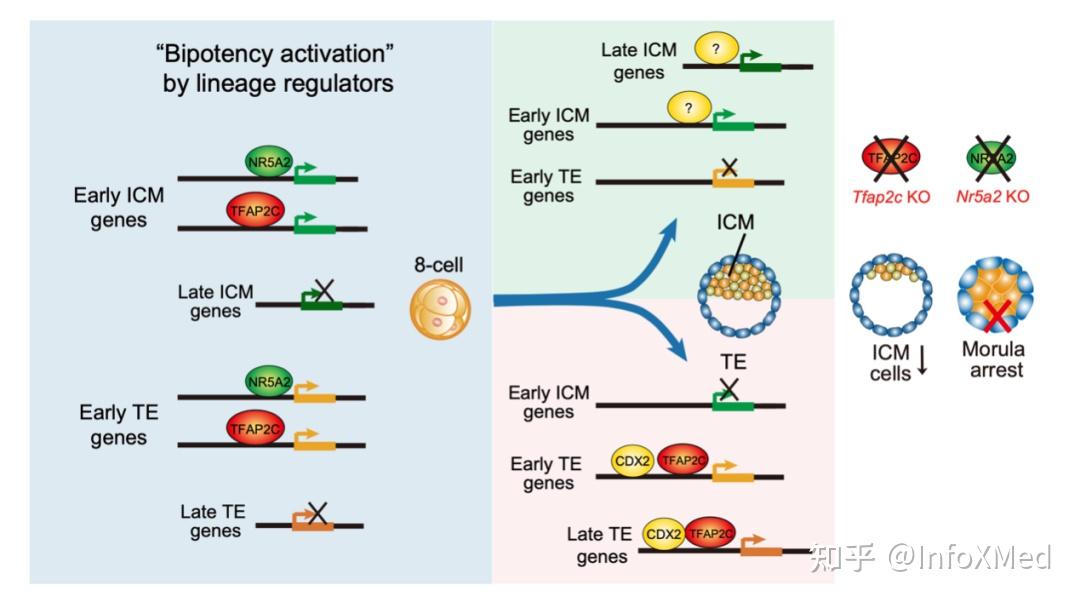 NSMB丨揭示谱系因子在全能性胚胎中的双向激活功能 - 知乎