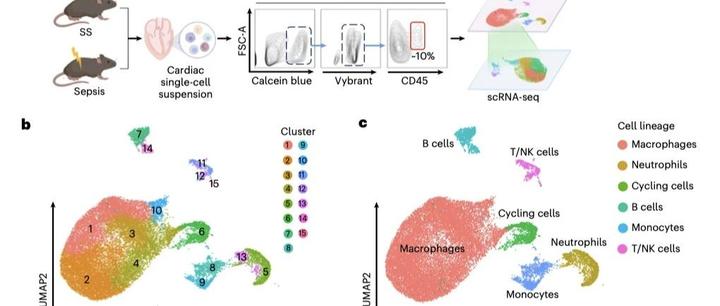 Nature Metabolism丨TREM2hi 驻留巨噬细胞通过维持心肌细胞稳态来保护脓毒症心肌损伤 - 知乎