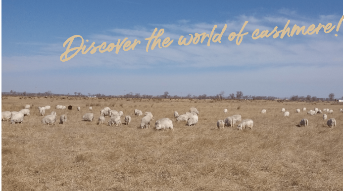 THE GOOD CASHMERE STANDARD认证|好羊绒标准只需农场与回收站现场审核 - 知乎