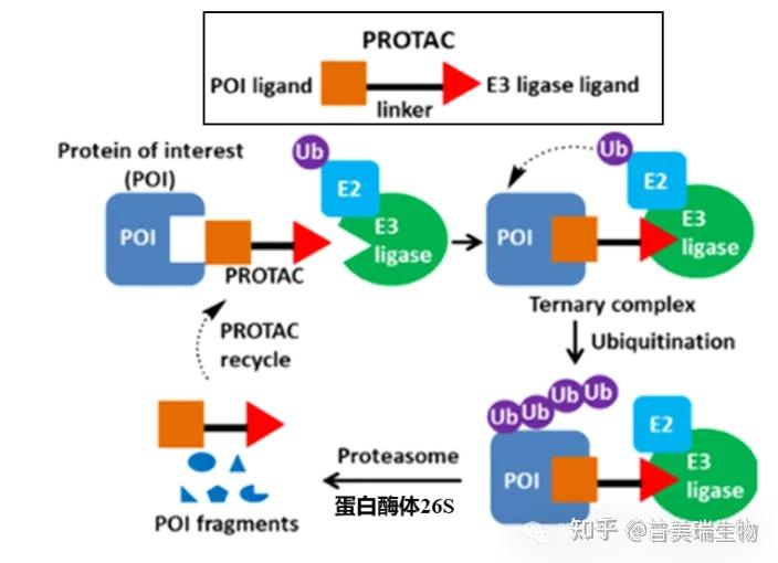 PROTAC介绍（一）：基本概念 - 知乎