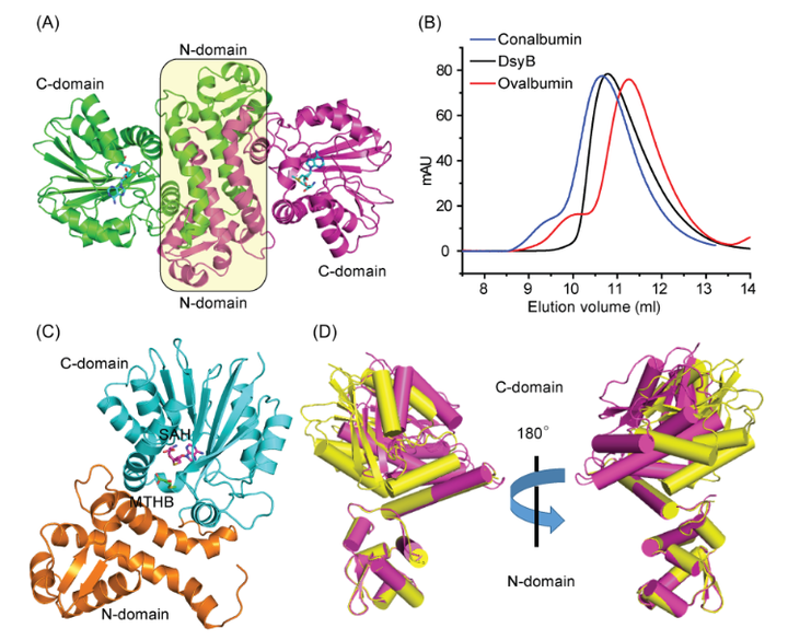 mLife | 海洋二甲基巯基丙酸内盐（DMSP）合成关键酶DsyB/DSYB的催化机制研究 - 知乎