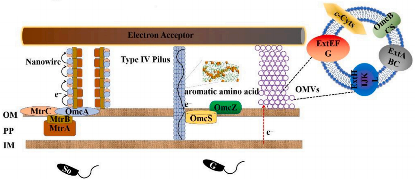 胞外微生物电子转移及其工程策略 - 知乎