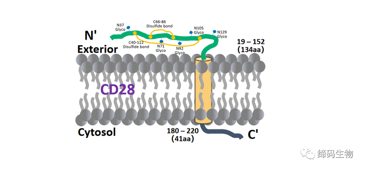 肿瘤免疫靶点 | CD28 - 知乎