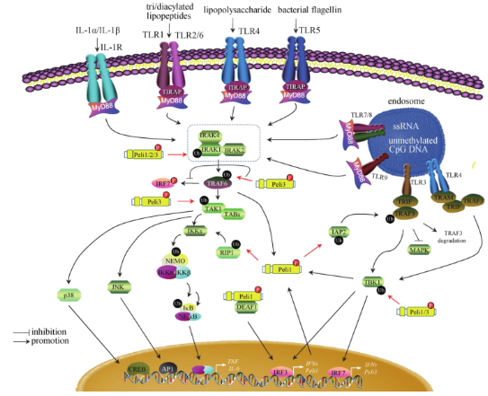 PROTAC AR-V7 degrader-1 THAL-SNS-032 靶蛋白水解简介 - 知乎