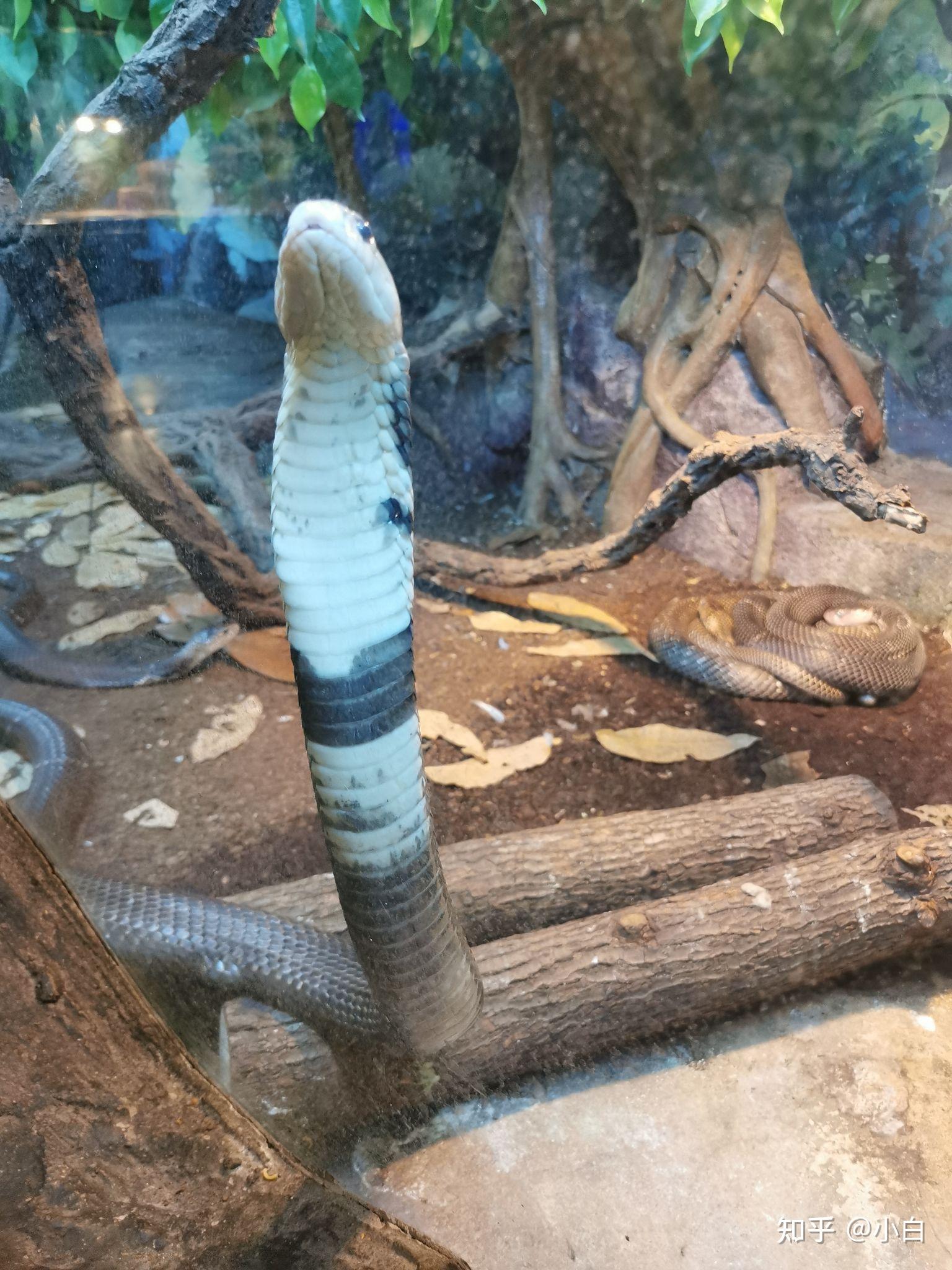 假期想要去南京红山森林动物园游玩，怎么走比较合适？ - 知乎