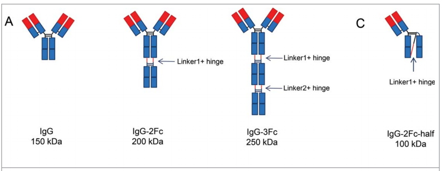 增强ADCC效应的三种工艺 - 知乎