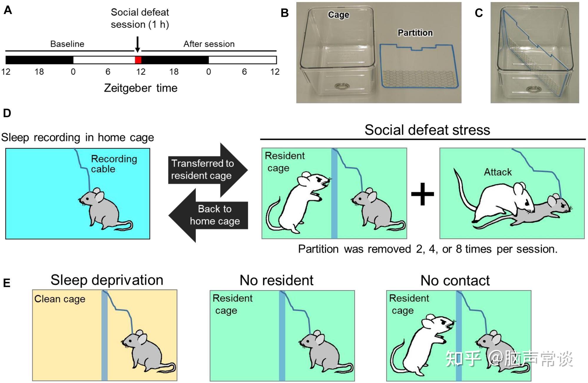 脑声常谈：动物慢性社会挫败应激模型（CSDS）的行为学检测方法 - 知乎