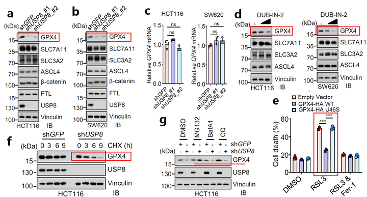 《PNAS》：USP8如何影响GPX4蛋白的稳定性？ - 知乎