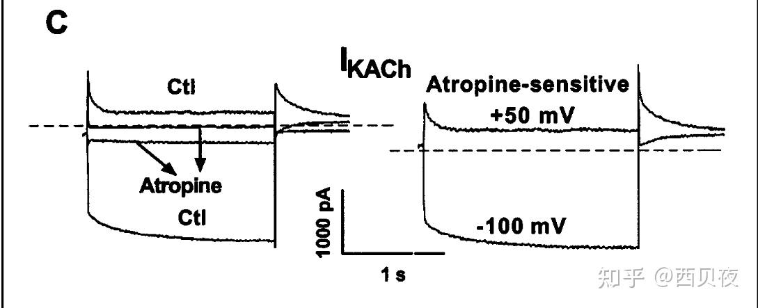 心脏毒蕈碱乙酰胆碱受体的电生理学特征：不同亚型介导不同的钾电流 - 知乎