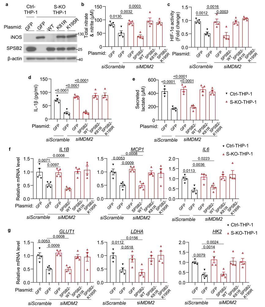 Nature子刊丨MDM2通过整合小鼠体内iNOS-一氧化氮和HIF-1α通路，诱导M1巨噬细胞产生促炎和糖酵解反应 - 知乎