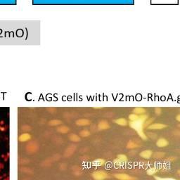 CRISPR/Cas9基因敲除的新突破：荧光标记与基因拯救的完美结合 - 知乎