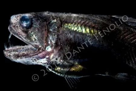 仙女鱼，一个以“仙女”为名的“妖怪”家族（作者：暮晖熠熠） - 知乎