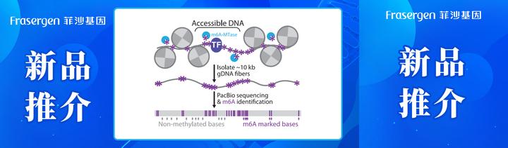 新品推介 | Fiber-seq：单分子分辨率下的染色质开放性与调控元件解析 - 知乎
