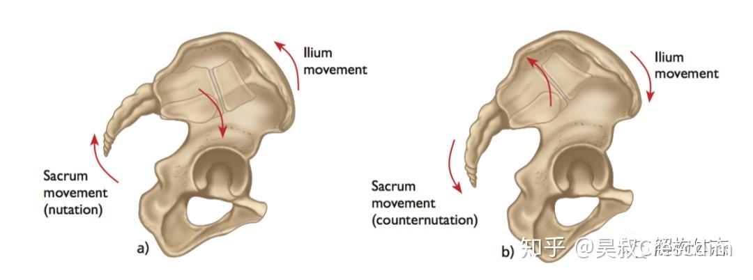 骶骨扭转错位：触诊与动作评估 - 知乎