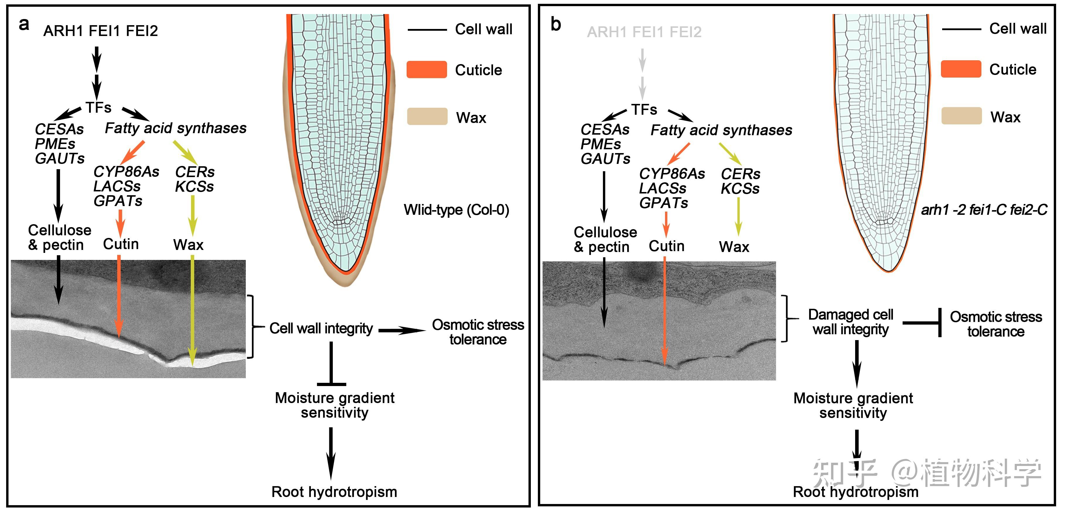 Nature Communications | 黎家教授课题组首次发现植物根尖蜡质层 - 知乎