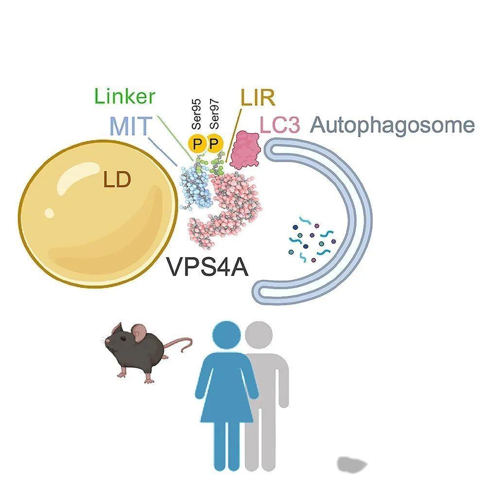 Mol Cell｜UCLA课题组探索脂肪代谢新发现：VPS4A 的选择性作用 - 知乎