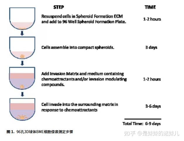 默克生命科学 | Cultrex® 96孔3D球体BME细胞侵袭测定实验方案 - 知乎