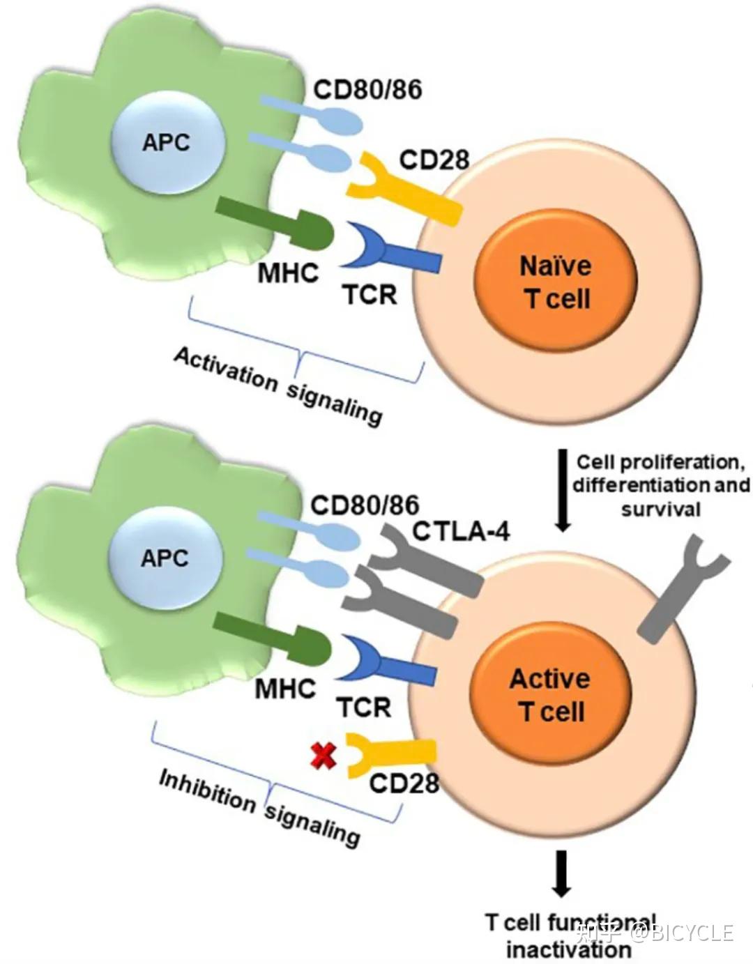 最全！免疫检查点图文详解 - 知乎
