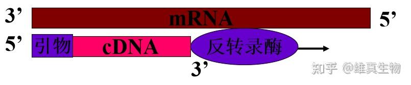 cDNA 文库构建的原理是什么？ - 知乎