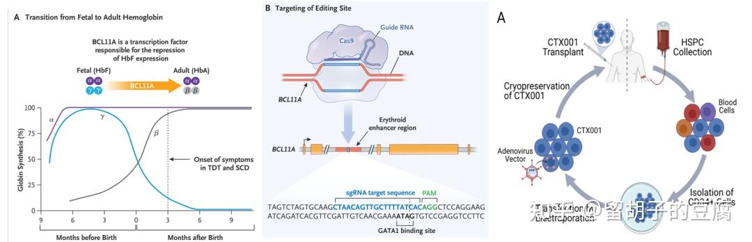 首款获批上市CRISPR基因编辑药物设计思路和难关攻克。 - 知乎