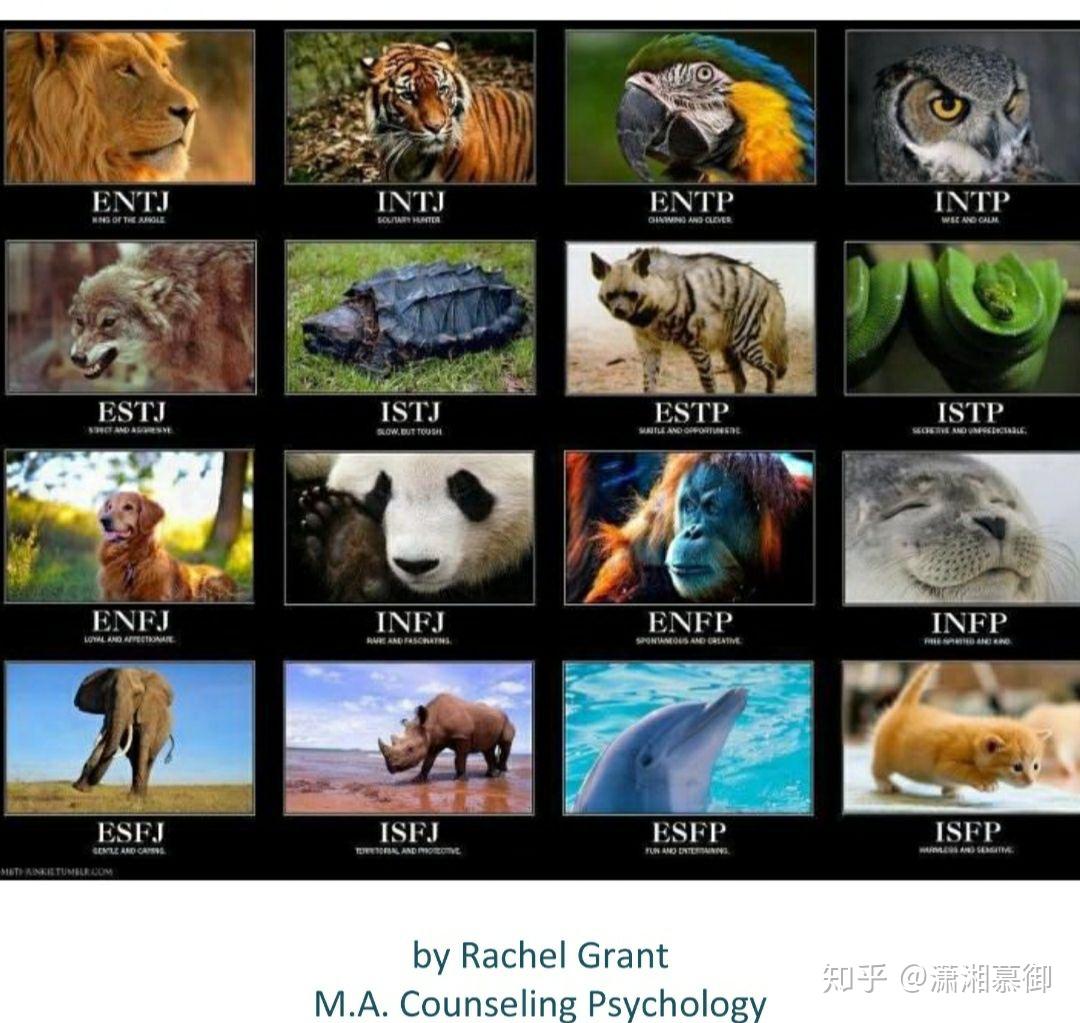 MBTI/九型的各位把自己形象化为动物，你们觉得自己是哪种动物？ - 知乎